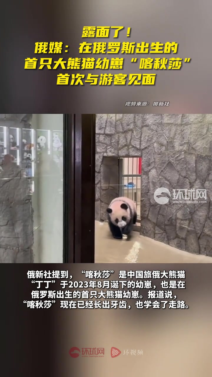 露面了！俄媒：在俄罗斯出生的首只大熊猫幼崽 喀秋莎”，首次与游客见面 度小视