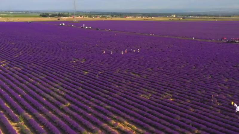 期待]新疆十万亩薰衣草进入盛花期，贺娇龙薰衣草原白衣策马】近日，新疆伊犁州十万亩薰衣草进入盛花期，紫色波浪层叠起伏。其中，霍城县也被誉为“中国 ...