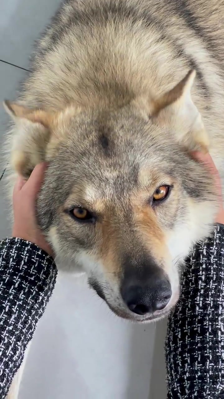 捷克狼犬 捷克狼犬-度小视
